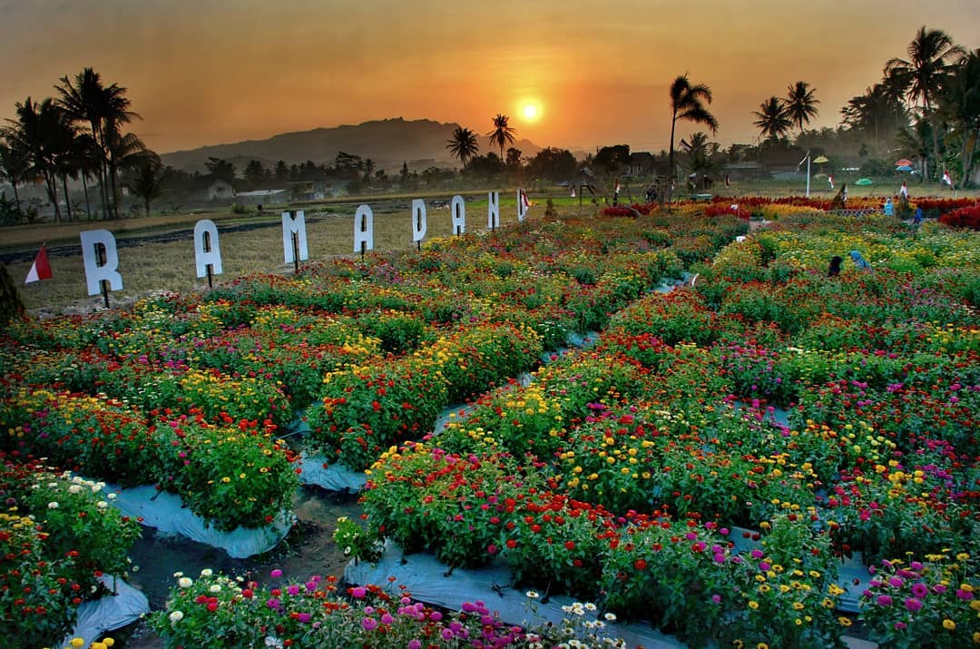 Taman Ramadanu, Taman Bunga yang Dipenuhi Bunga "Jengger Ayam" Warna ...