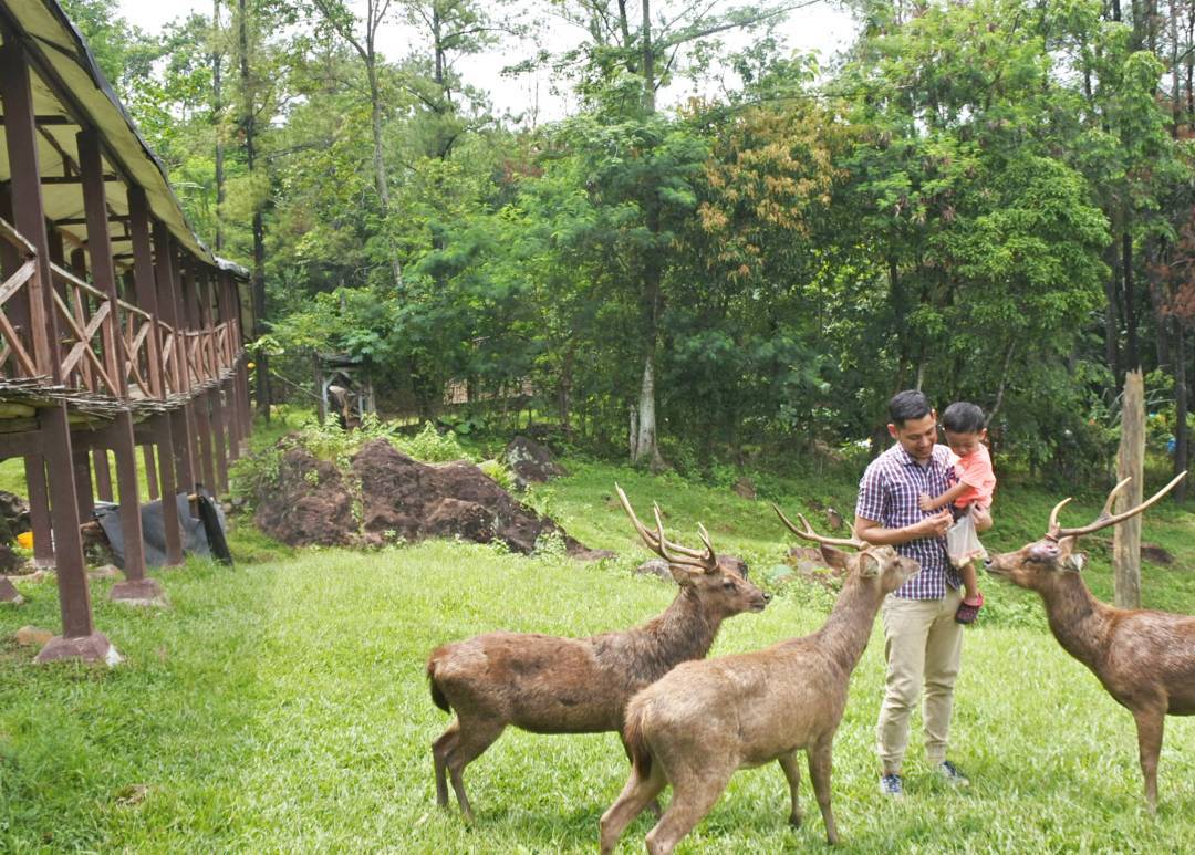 Penangkaran Rusa Cariu, Solusi Untuk Liburan Akhir Pekan yang Seru ...