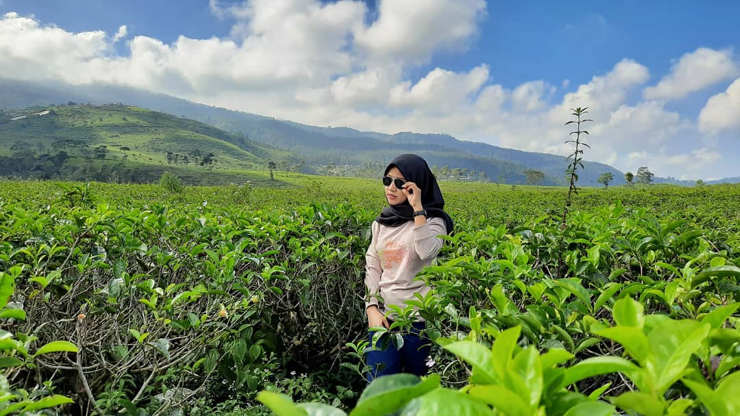Wisata Kebun Teh Kemuning Tawangmangu, Obyek Wisata Hits di Solo Jawa ...
